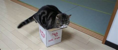 15 S Of Cats In Boxes Youre Welcome Cat Box Funny Cat Videos