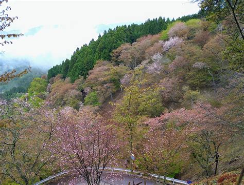 吉野山散策 あれこれ日記
