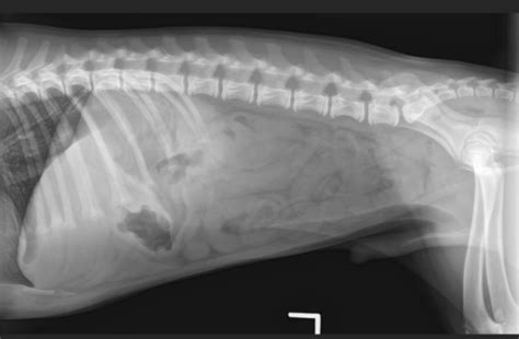 Git 2 Flashcards Quizlet