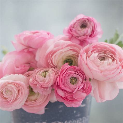 Ranunculus Bulbs Marshmallow Flower Bulbs Eden Brothers