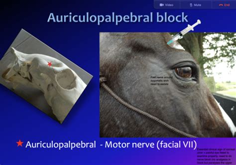 Equine Corneal Disease Flashcards Quizlet