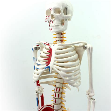 Lab Teaching Models 85cm Human Skeleton With Main Arteries And Spinal Nerves Medical Teaching