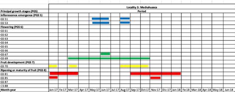 Schematic Representation Of The Chronological Progression Of