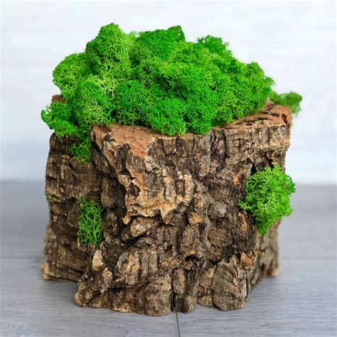 Кашпо вазон Пенек Бревно кора Cо стабилизированным мхом