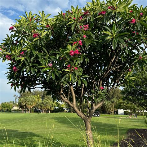 Plumeria Frangipani Rubra And Obtusa Flowering Tree Eureka Farms