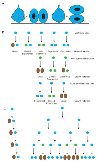 Genetic Causes Of Microcephaly And Lessons For Neuronal Development