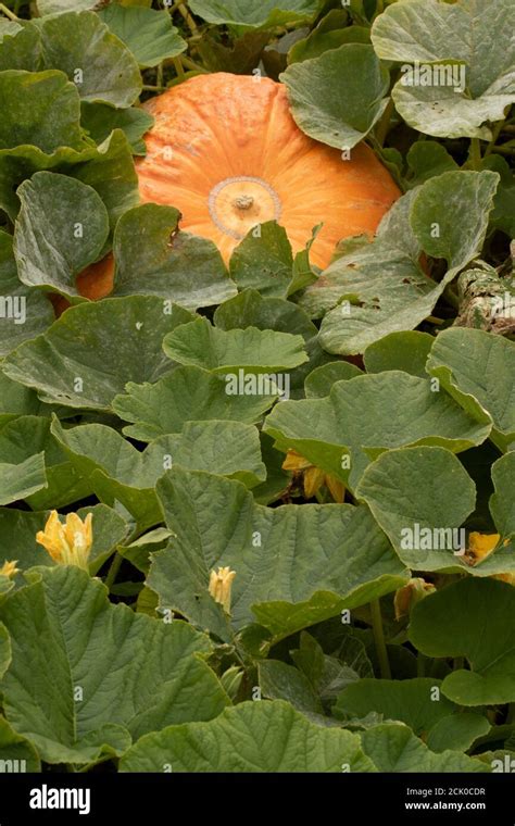 Pumpkin Atlantic Giant Stock Photo - Alamy