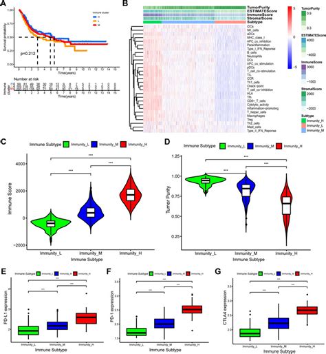 Hierarchical Clustering Of Bladder Cancer Patients Uncovered Three Download Scientific Diagram