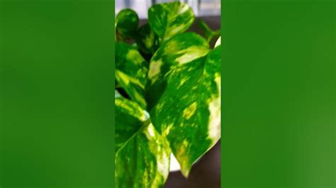 ইনডোর প্লান্টের মধ্যে মানিপ্লান্ট একটু বেশিই সুন্দর তাইনা Shortvideo Indoorplants 🌿 Youtube