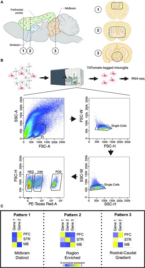 Brain Regions Investigated And Patterns Of Differential Expression