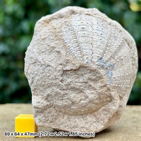 Genuine Regular Echinoid Fossil Sea Urchin Miocene West Java Indonesia Authentic Specimen