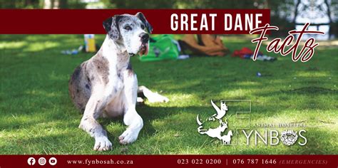 The Gentle Giant Fascinating Facts About The Great Dane Fynbos