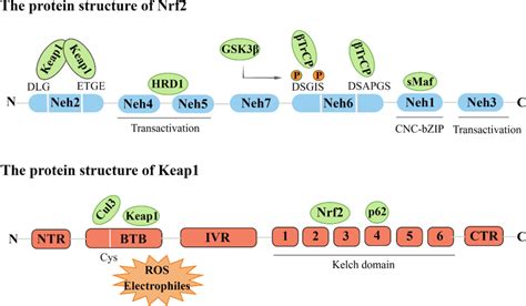 The Protein Structure Of Nrf2 And Keap1 Download Scientific Diagram