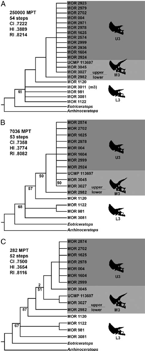 Results Of Cladistic Analysis Of Hcf Triceratops A Strict Download Scientific Diagram