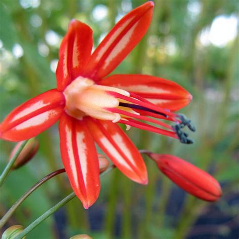 Бессера Элеганс (Bessera elegans): травянистое растение для открытого ...