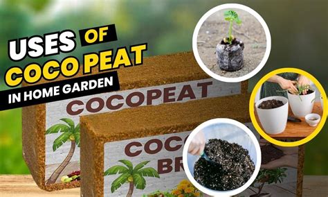 How To Use Coco Peat In Your Home Garden A Comprehensive Guide Organicbazar Blog