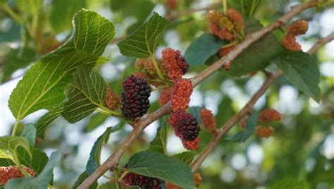 Árbol De Mora Un Mundo Lleno De Ricos Tesoros Concienciaeco