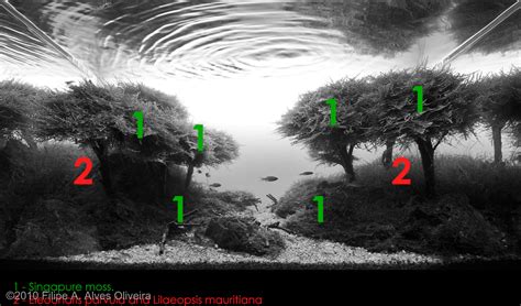 AGA 2010 Aquascaping Contest 54