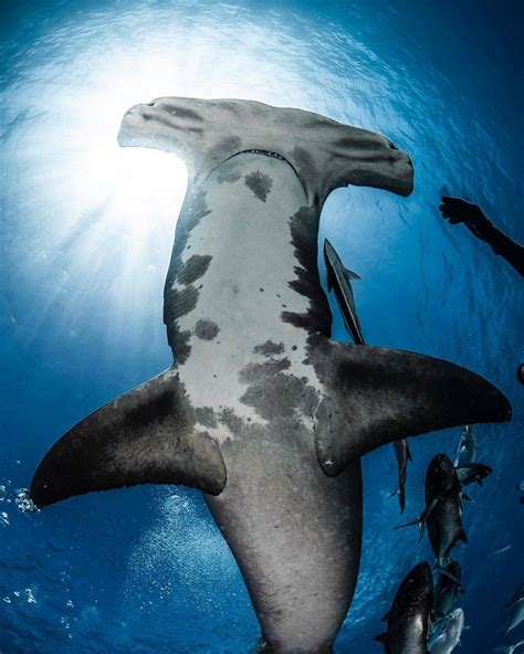 Hammerhead Belly Shot Scrolller