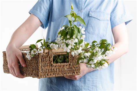 봄 피는 사과 나무의 가지를 들고 여자의 손의 클로즈업 꽃집 컨셉 꽃 나무에 대한 스톡 사진 및 기타 이미지 꽃 나무 꽃 식물 꽃집 주인 Istock