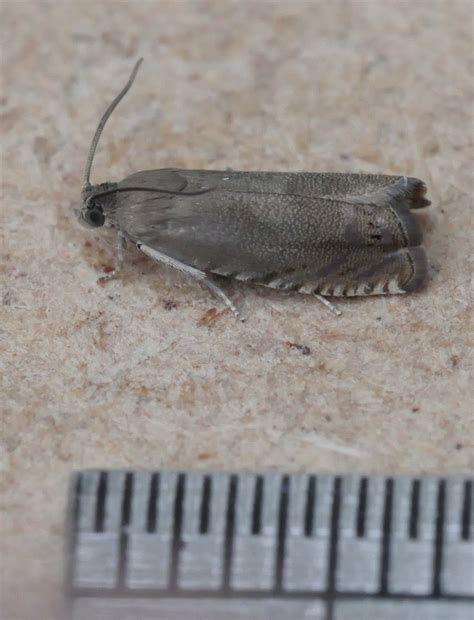Cydia Nigricana Somerset Moths