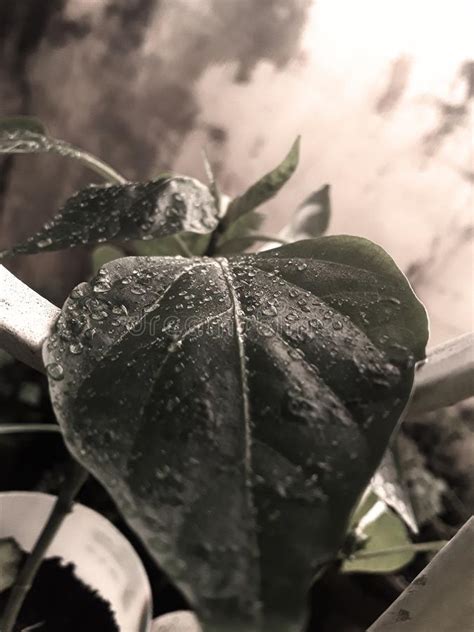 Momento Despu S De La Lluvia Imagen De Archivo Imagen De Siglo Texturizado