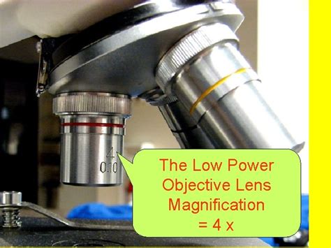 The Northwest Microscope The Ocular Lens The Ocular