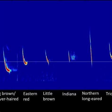 Spectrogram Of Bat Echolocation Pulse Bat Call Identification Is Spectrogram Of Bat Echolocation Pulse Bat Call Identification Is