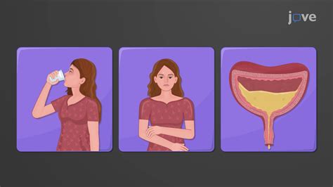 Regulation Of Water Intake Anatomy And Physiology Video