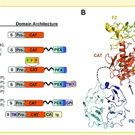 Mmp Domain Structure And Protein Fold A The Domain Organization Of Download Scientific