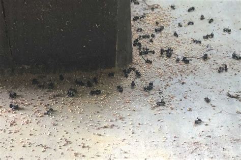 Carpenter Ant Frass What Does It Look Like