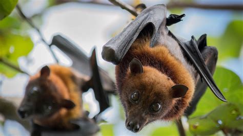 40 Facts About Zoonosis