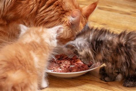 Weaning Kittens Kitten Feeding Guide