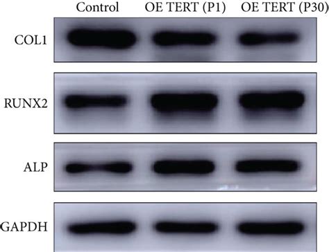 the osteogenic differentiation ability of tert hpdlscs is maintained