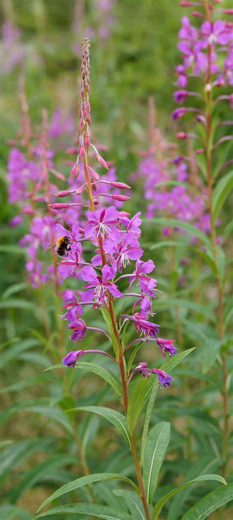 Fireweed Seed Packet