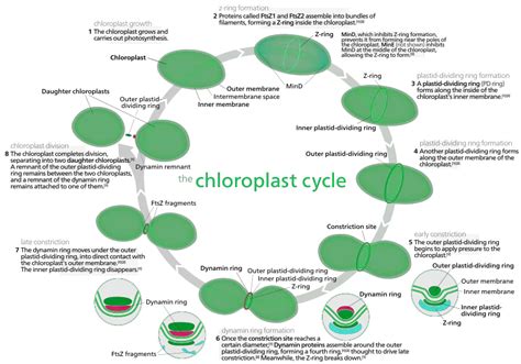 Chloroplast - Definition, Characteristics, Structure, Location ...
