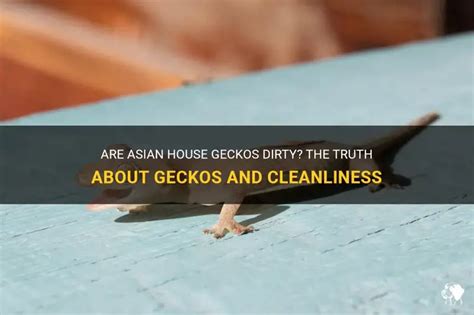 Are Asian House Geckos Dirty The Truth About Geckos And Cleanliness Petshun