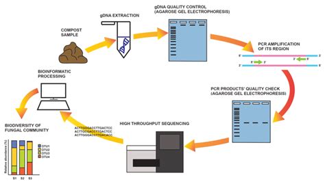 Dna Metabarcoding—schematic Representation Of A Workflow Download