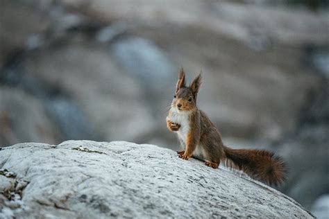 Javascript 觀念 11 — 運算子、型別與文法 — 原始型別及物件型別 Judy Medium