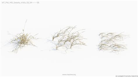 Maxtree Plant Models Vol 43 Mesh 3d Model Cgtrader