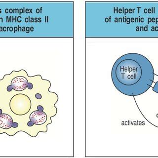 Scheme And D Structure Of MHC Class I Left And MHC Class II Download Scientific Diagram