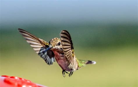 How Fast Do Hummingbirds Fly And Flap Their Wings