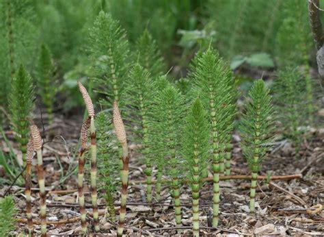 Ancient Equisetum — In Defense Of Plants