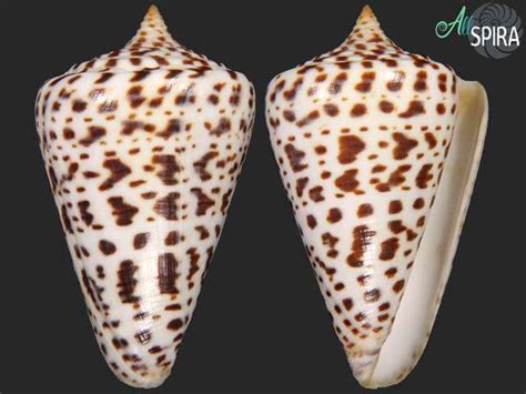 Conus Spurius Baylei Allspira
