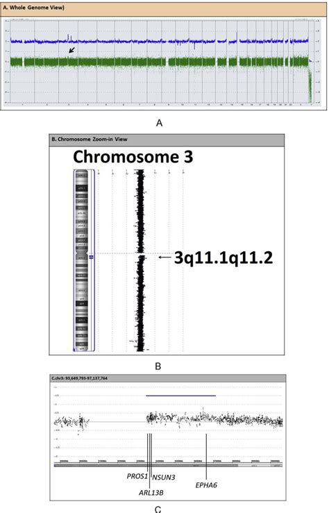 A B And C Array Comparative Genomic Hybridization On The Dna Download Scientific Diagram