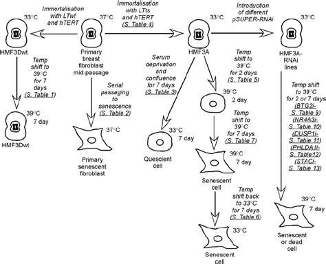 Outline Of The Experimental Conditions Used For Microarray Comparisons Download Scientific