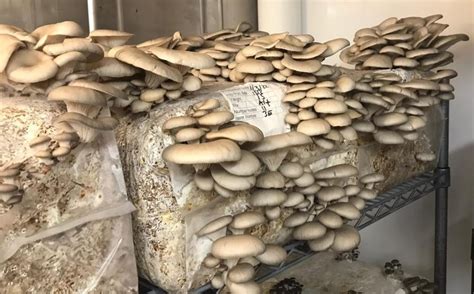Cold Water Lime Bath Pasteurization For Mushroom Substrate Grocycle