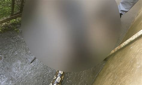 Shocking Case 16 Foot Reticulated Python Would Have Swallowed A Dog