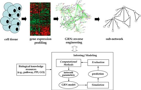 Reverse Engineering A Grn General Procedure For Reverse Engineering A