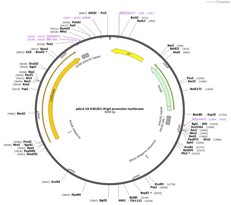 Addgene Pgl4 10 E3e2e1 Prg4 Promoter Luciferase